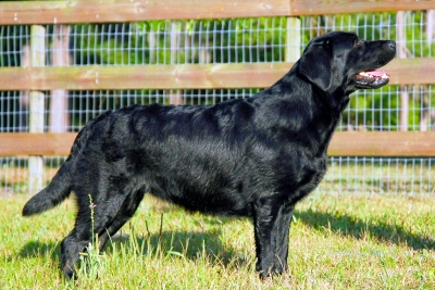 Cornerstone Labradors