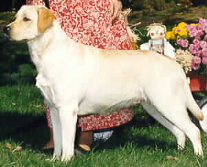 Cornerstone Labradors