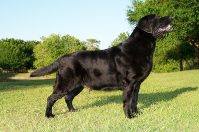 Cornerstone Labradors