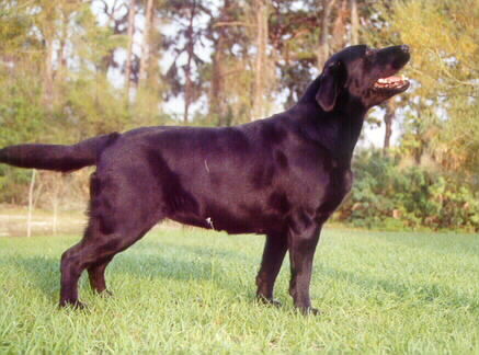 Cornerstone Labradors