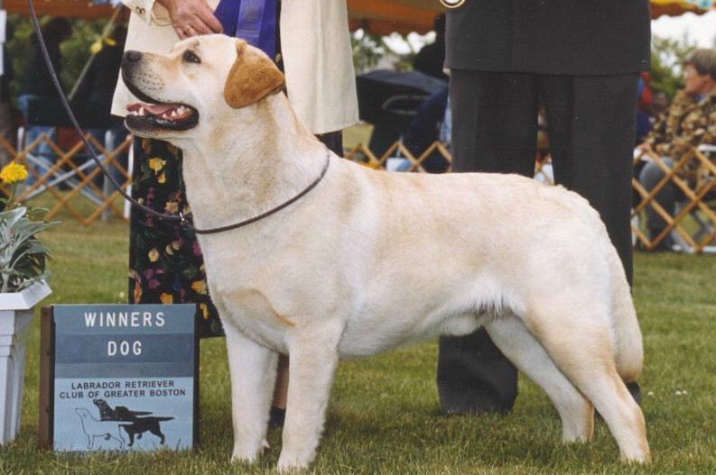 Cornerstone Labradors