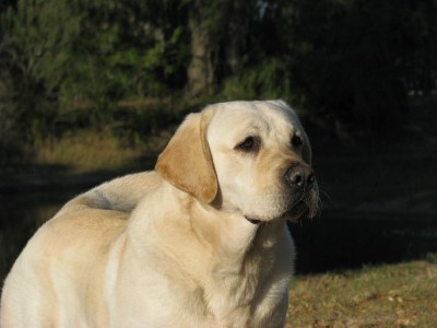 Cornerstone Labradors