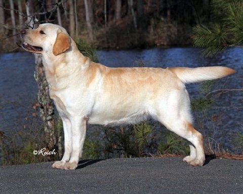 Cornerstone Labradors