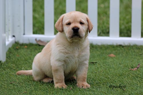 Cornerstone Labradors