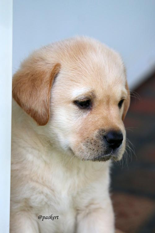 Cornerstone Labradors