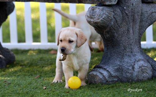 Cornerstone Labradors