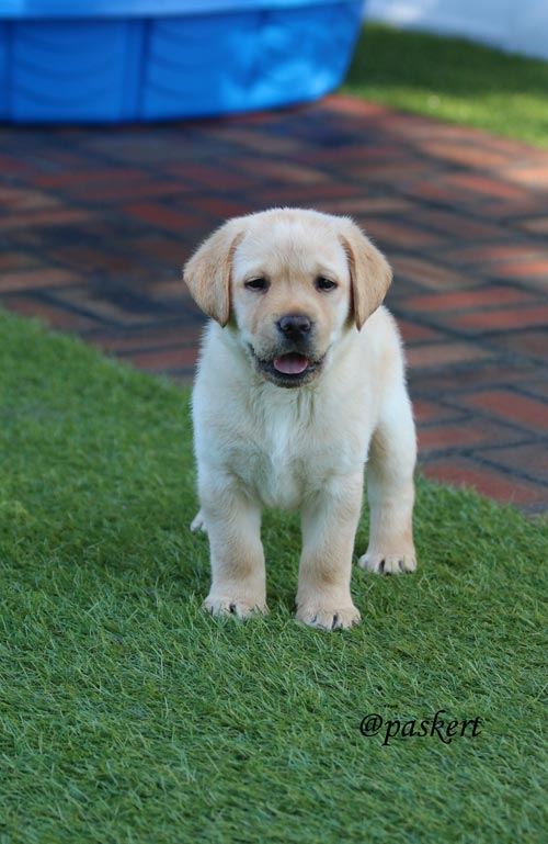 Cornerstone Labradors
