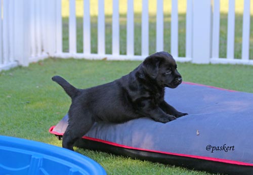 Cornerstone Labradors