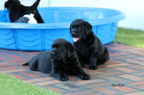 Cornerstone Labradors