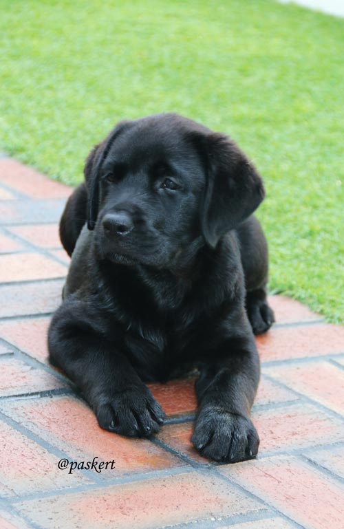 Cornerstone Labradors