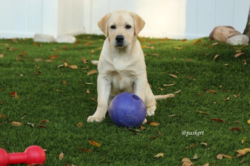 Cornerstone Labradors
