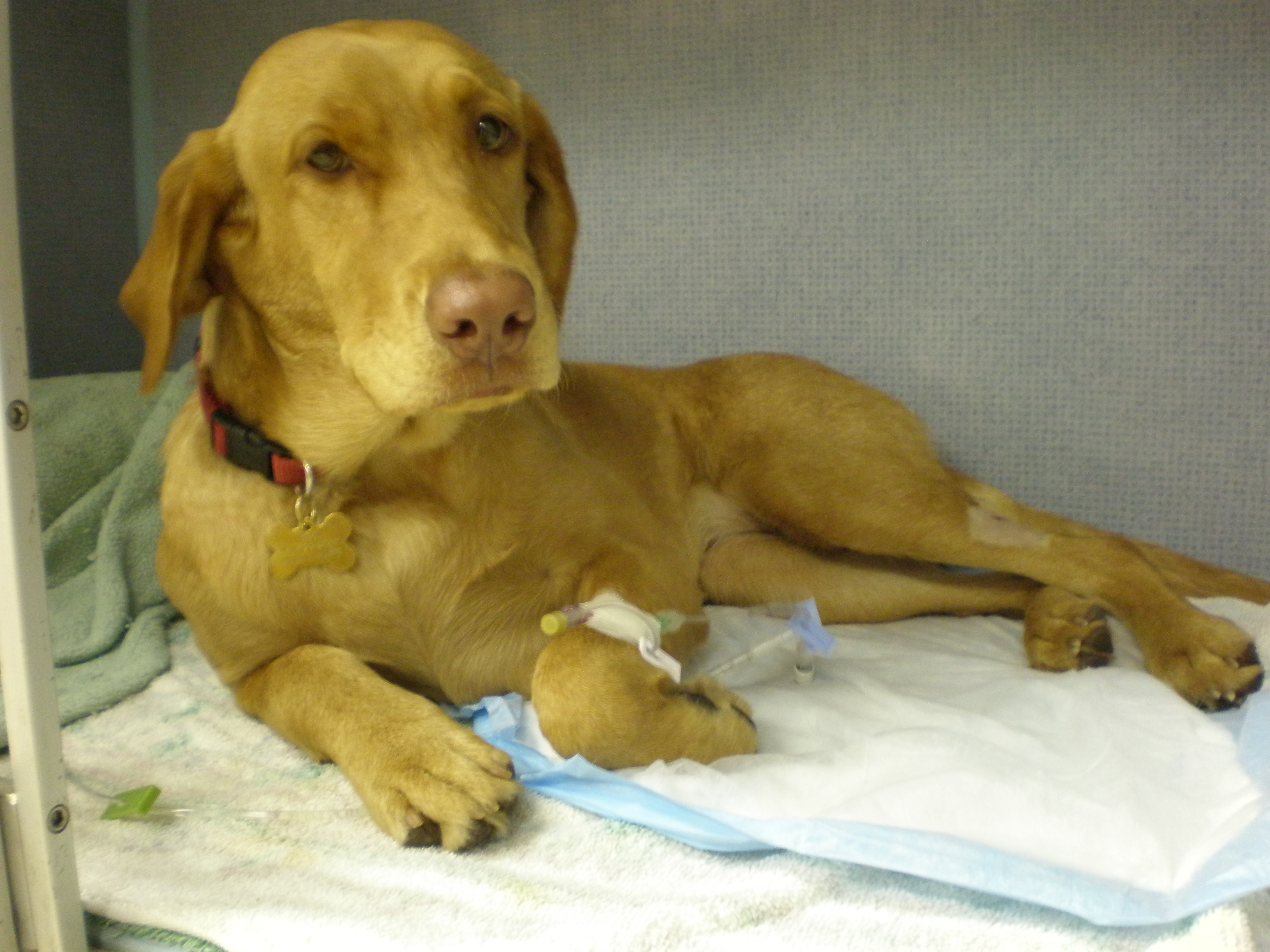 Cornerstone Labradors