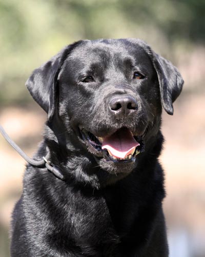 Cornerstone Labradors