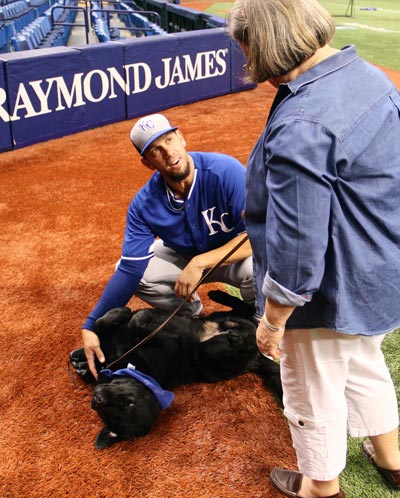 Cornerstone Labradors